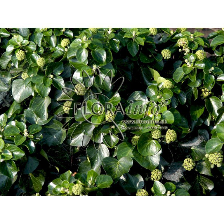 Vedbend 'Arbori Compact' - Prydbuske - Plantetorvet.dk