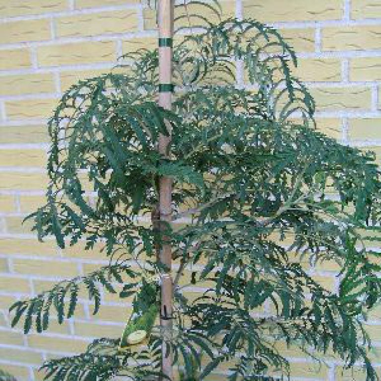 Røn 'Chinese Lace' - Træer - Plantetorvet.dk