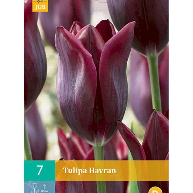 Tulipan, Triumf 'Havran' (nr. E54) - Blomsterløg - Plantetorvet.dk