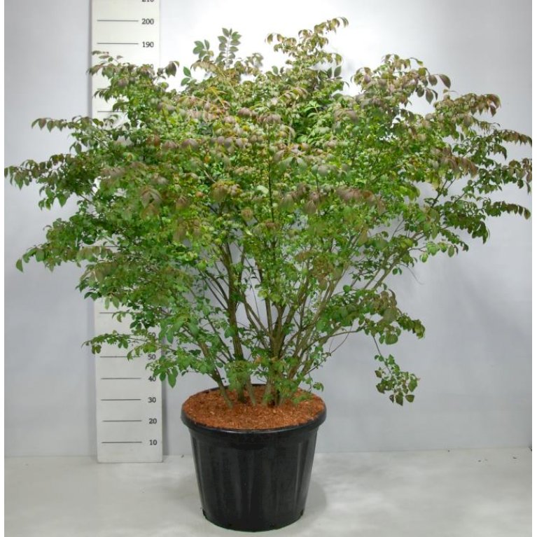 Vinget Benved 'Compactus' - Prydbuske - Plantetorvet.dk