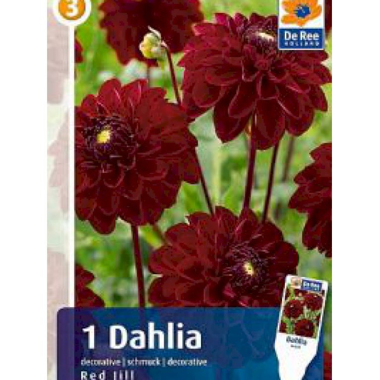 Dahlia 'Red Jill' -62 - Blomsterløg - Plantetorvet.dk