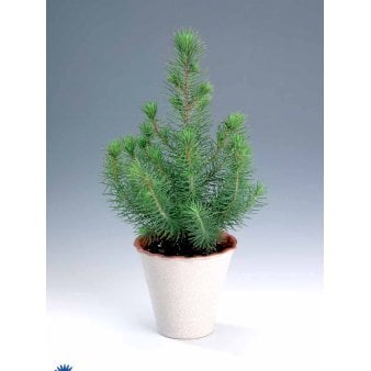 Sølvpinje - Pinus pinea - Terrasse Planter - Plantetorvet.dk