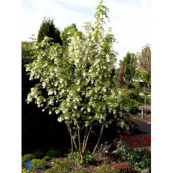 Staphylea Colchica - Prydbuske - Plantetorvet.dk