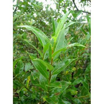 Buske til haven | Små, høje & blomstrende prydbuske