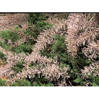 Tamarisk - Tamarix pentandra - Prydbuske - Plantetorvet.dk