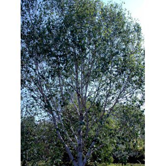 Birk 'Doorenbos' - Træer - Plantetorvet.dk