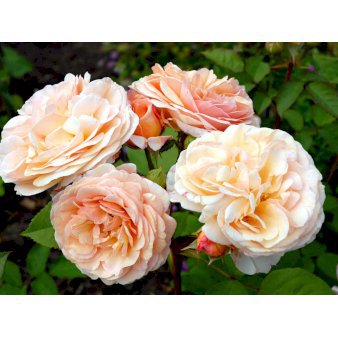 Austin 'Charles Austin' - Roser - Plantetorvet.dk