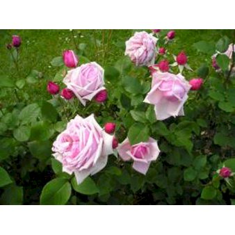 Storblomstrende rose 'La France' - Roser - Plantetorvet.dk