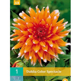 Dahlia 'Color Spectacle' (nr. 26) - Blomsterløg - Plantetorvet.dk