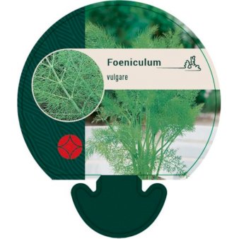 Fennikel, Knold-, Fino - Foeniculum vulgare - Frø - Plantetorvet.dk