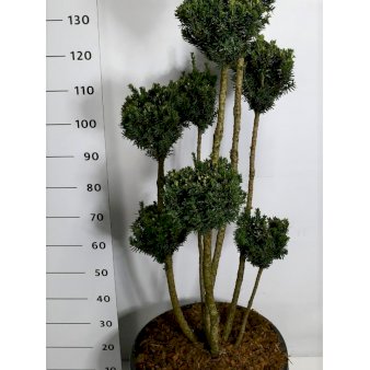 Taks 'Hillii' - Nåletræer - Plantetorvet.dk