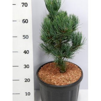 Cembrafyr 'Compacta Glauca' - Nåletræer - Plantetorvet.dk