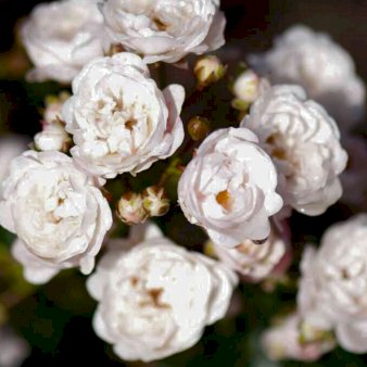 'White The Fairy' - Roser - Plantetorvet.dk