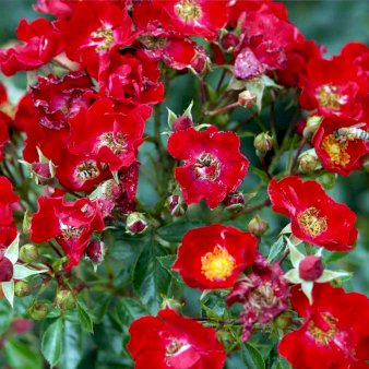 'Bassino'® - Roser - Plantetorvet.dk