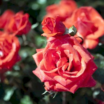 'Piccolo'® - Roser - Plantetorvet.dk