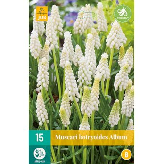 Perlehyacint 'Botryoides Album' - Muscari Botryoides Album ...
