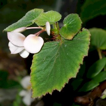 Hængebegonia 'Santa Barbara' - Blomsterløg - Plantetorvet.dk