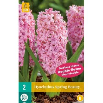 Hyacinth 'Spring Beauty' - Blomsterløg - Plantetorvet.dk