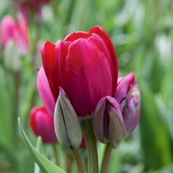 Tulipan 'Fiery Club' - Blomsterløg - Plantetorvet.dk