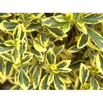 Buske til haven | Små, høje & blomstrende prydbuske