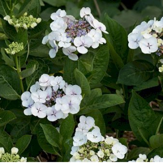 Buske til haven | Små, høje & blomstrende prydbuske