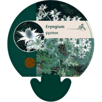Kæmpe-Mandstro - Eryngium giganteum - Stauder - Plantetorvet.dk
