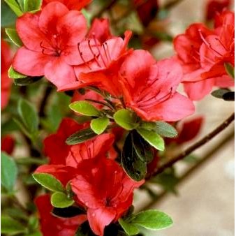 Buske til haven | Små, høje & blomstrende prydbuske