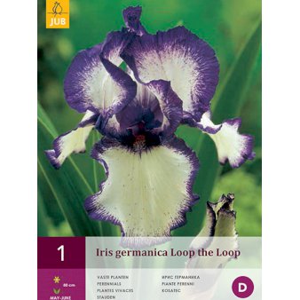 Haveiris 'Loop The Loop' (nr. 183) - Staudeknolde - Plantetorvet.dk