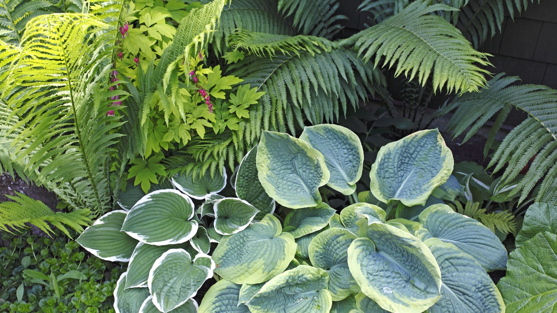 Bregner i haven | Sådan udnytter du regnfulde dage | Plantetorvet.dk