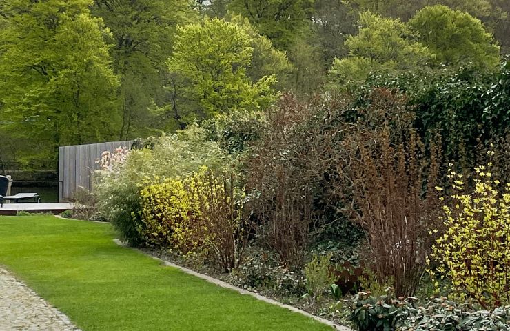 XXXL prydbuske - gør et visuelt indtryk fra start | Plantetorvet.dk