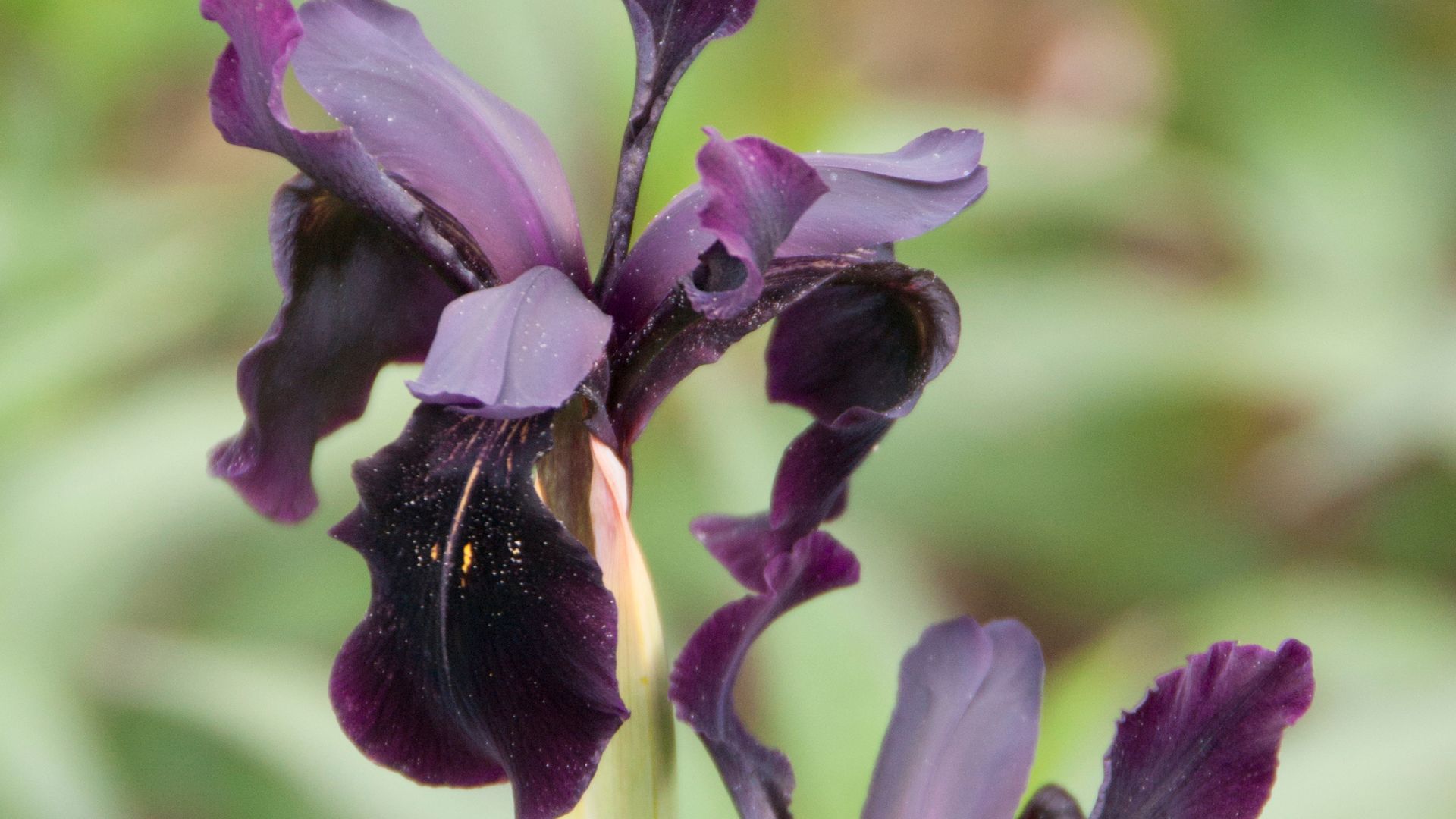 Staudebed i farver - Plantetorvet.dk