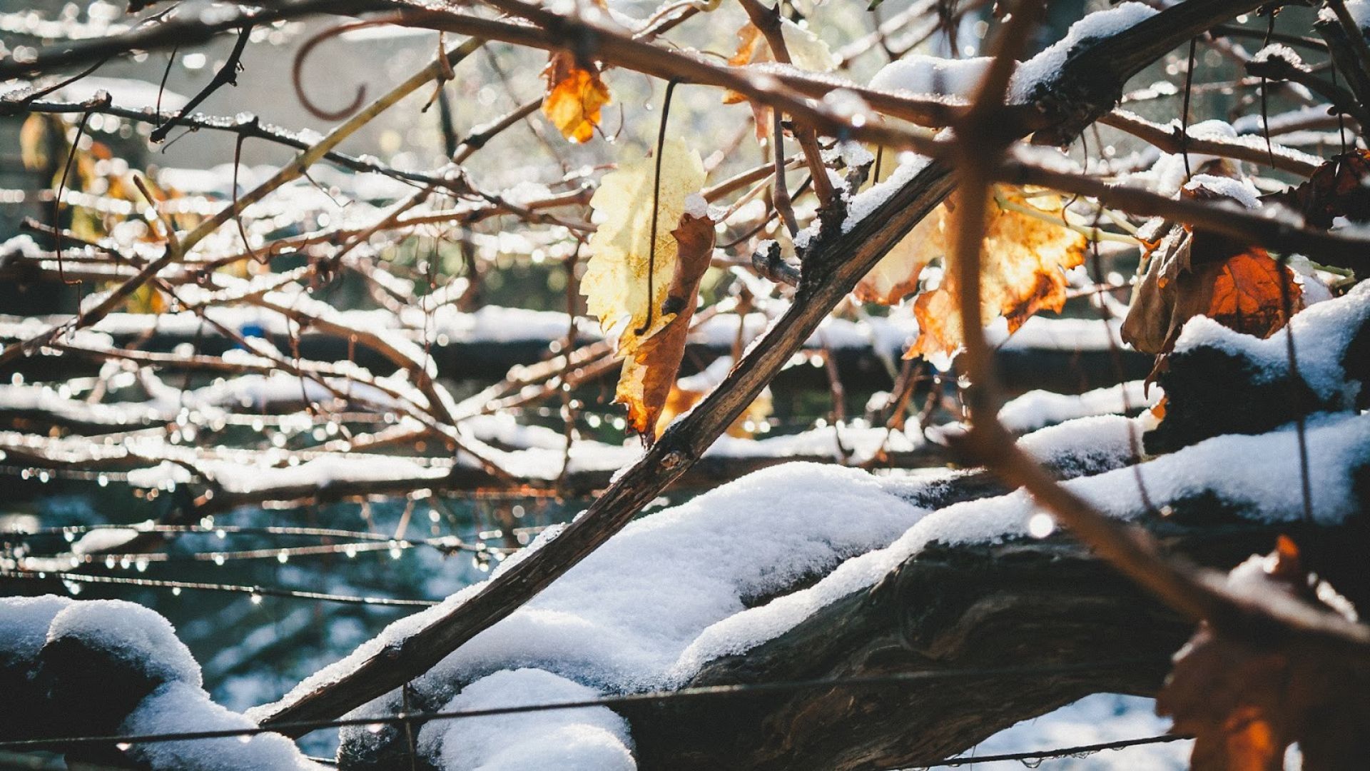 Vinterbeskæring af vin | Guides til sund druevækst | Plantetorvet.dk