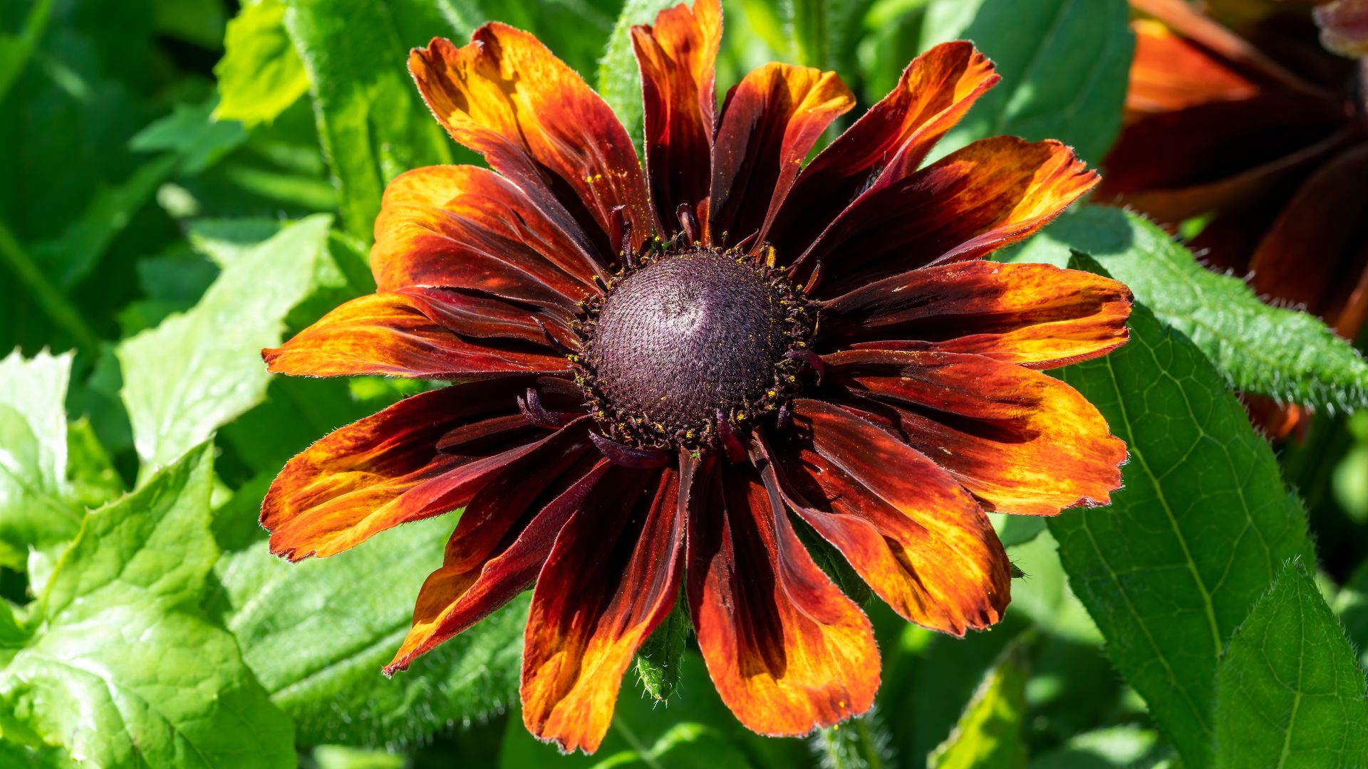 Solhat og solbrud | Få efterårssol i haven med disse blomster ...