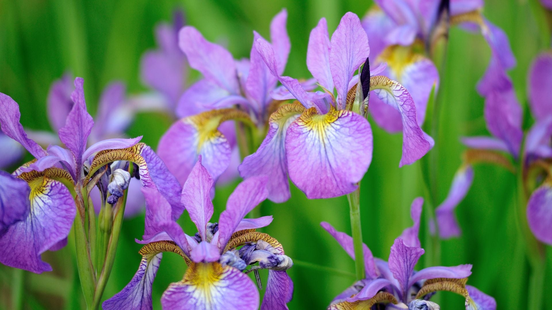 Staudebed i farver - Plantetorvet.dk