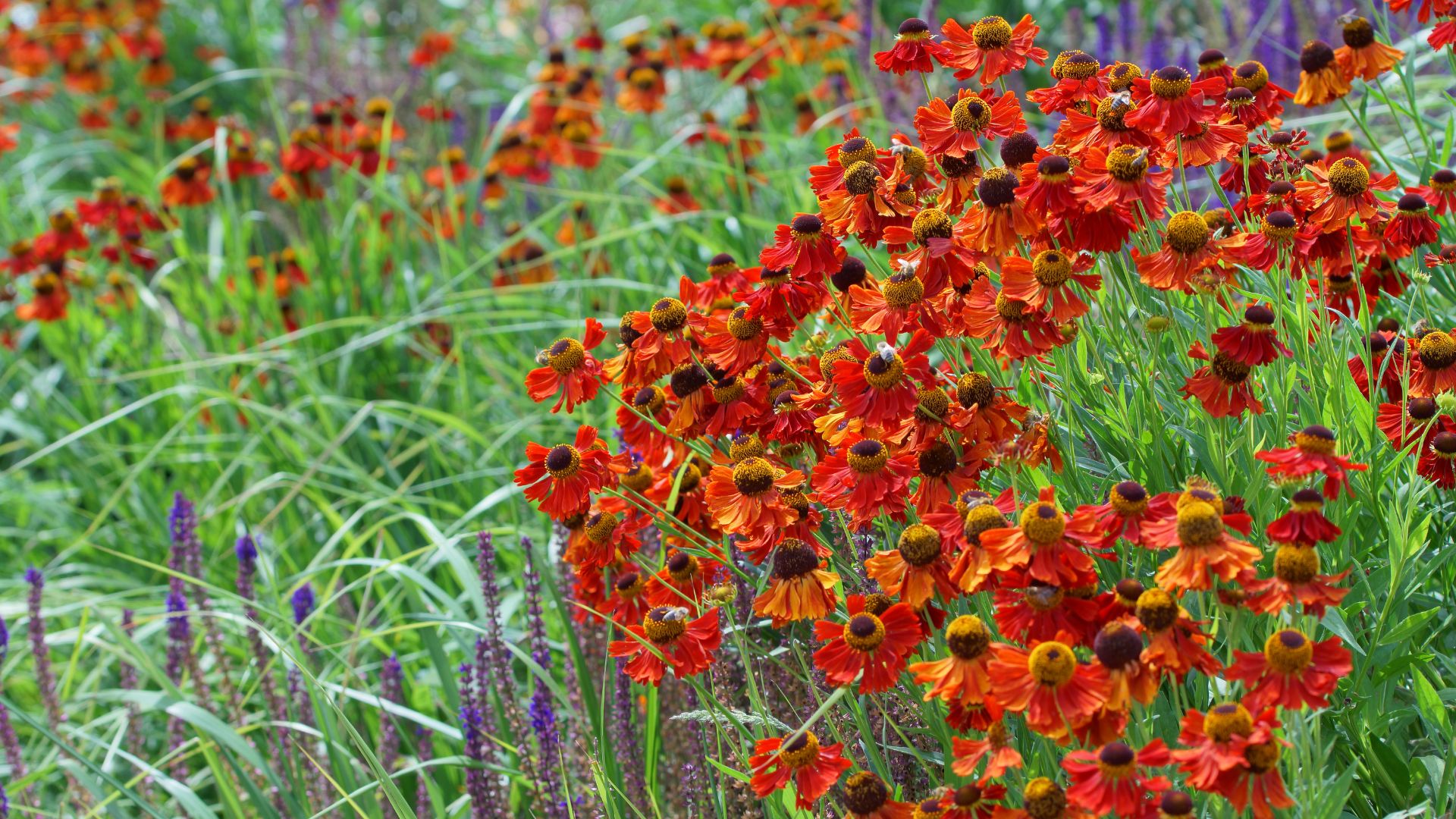 Stauder | Din guide til det perfekte staudebed | Plantetorvet.dk