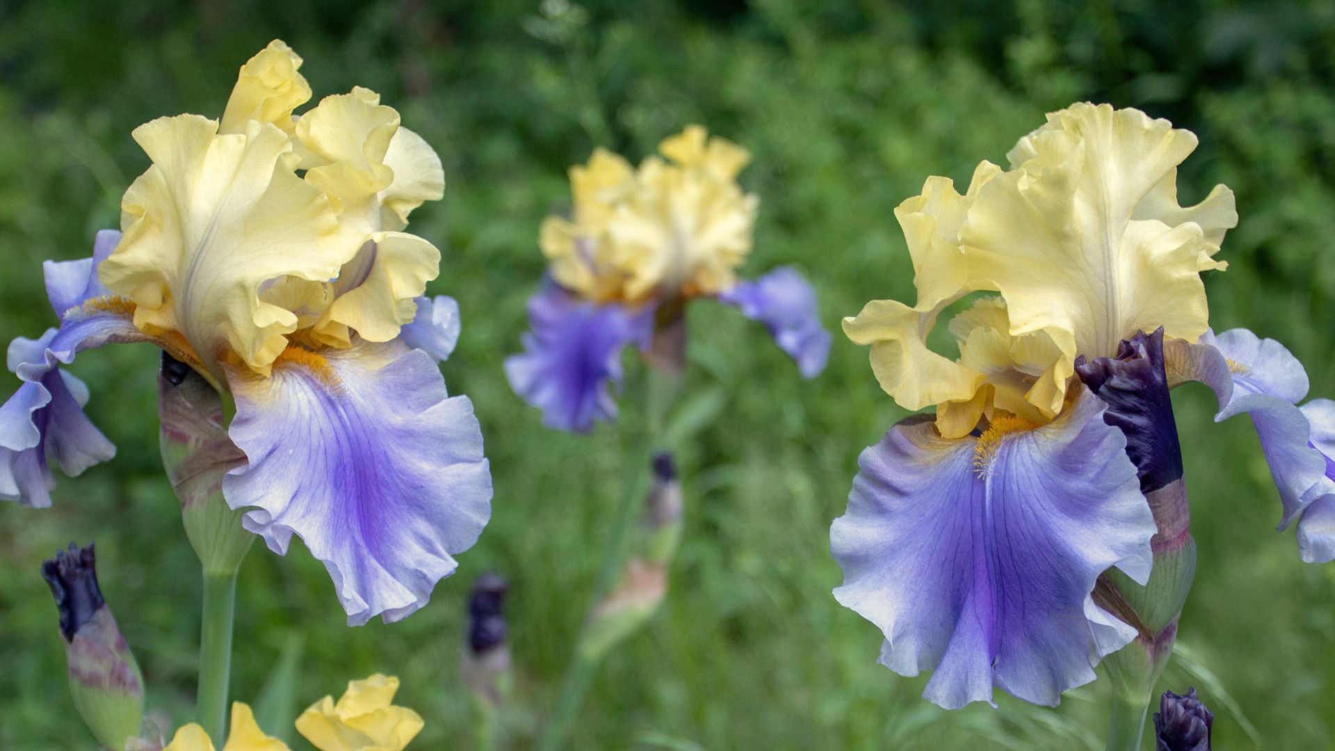 Staudebed i farver - Plantetorvet.dk