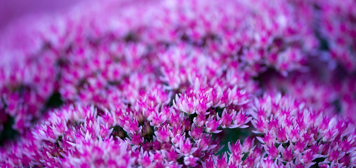 Fantastiske stauder - vores top 20 stauder til haven! ? - Plantetorvet.dk