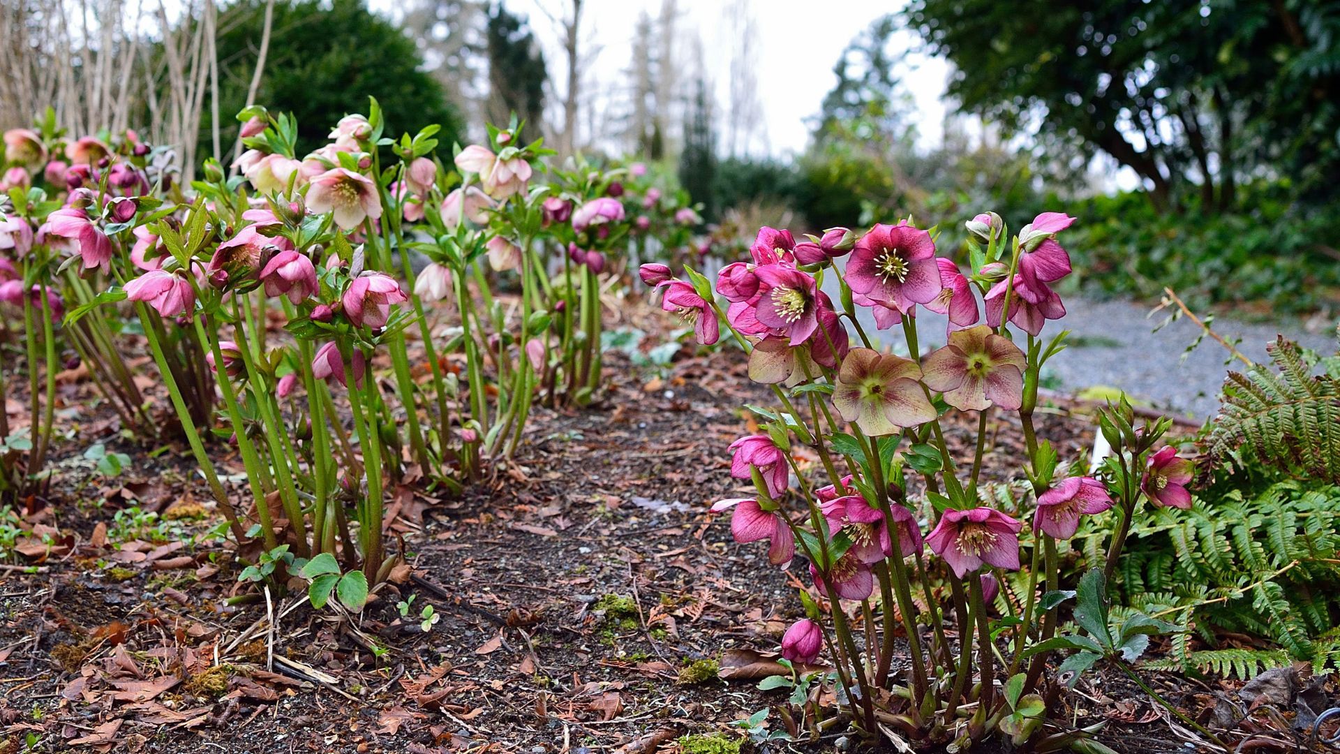 Stauder | Din guide til det perfekte staudebed | Plantetorvet.dk
