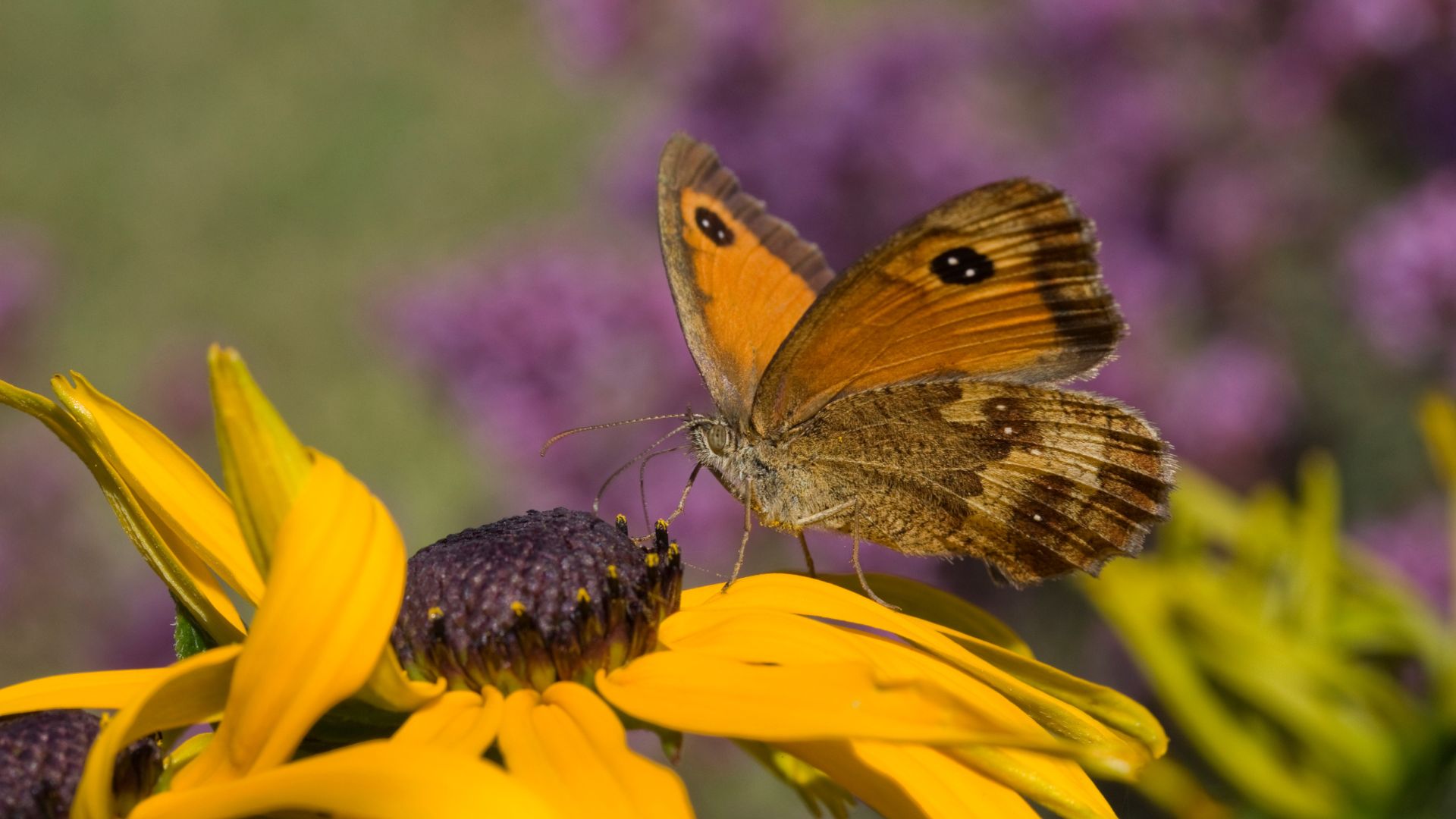 Solhat og solbrud | Få efterårssol i haven med disse blomster ...