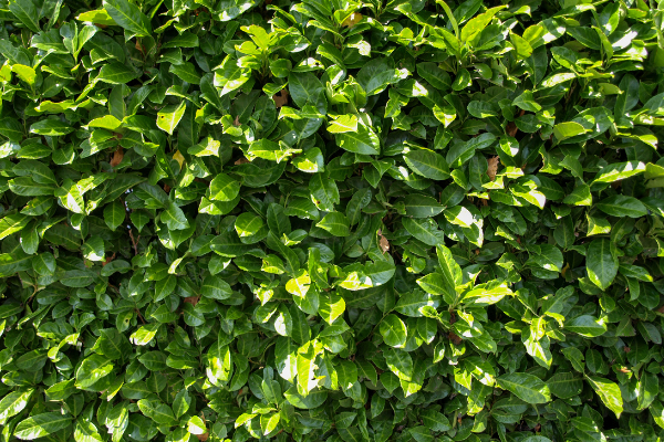 De 5 bedste stedsegrønne planter - Plantetorvet.dk