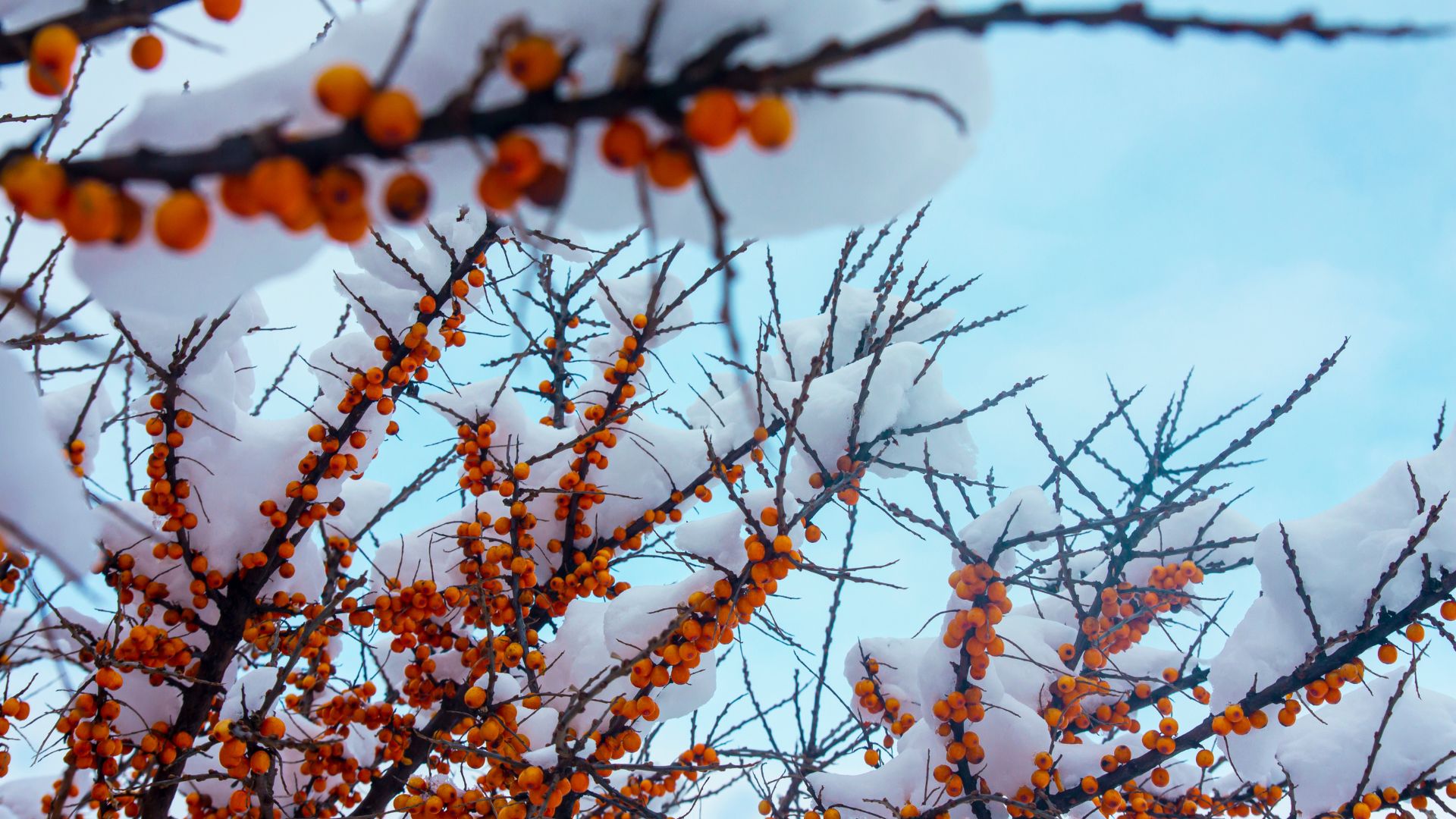 Havtorn - Nordens citron | En guide til planten | Plantetorvet.dk