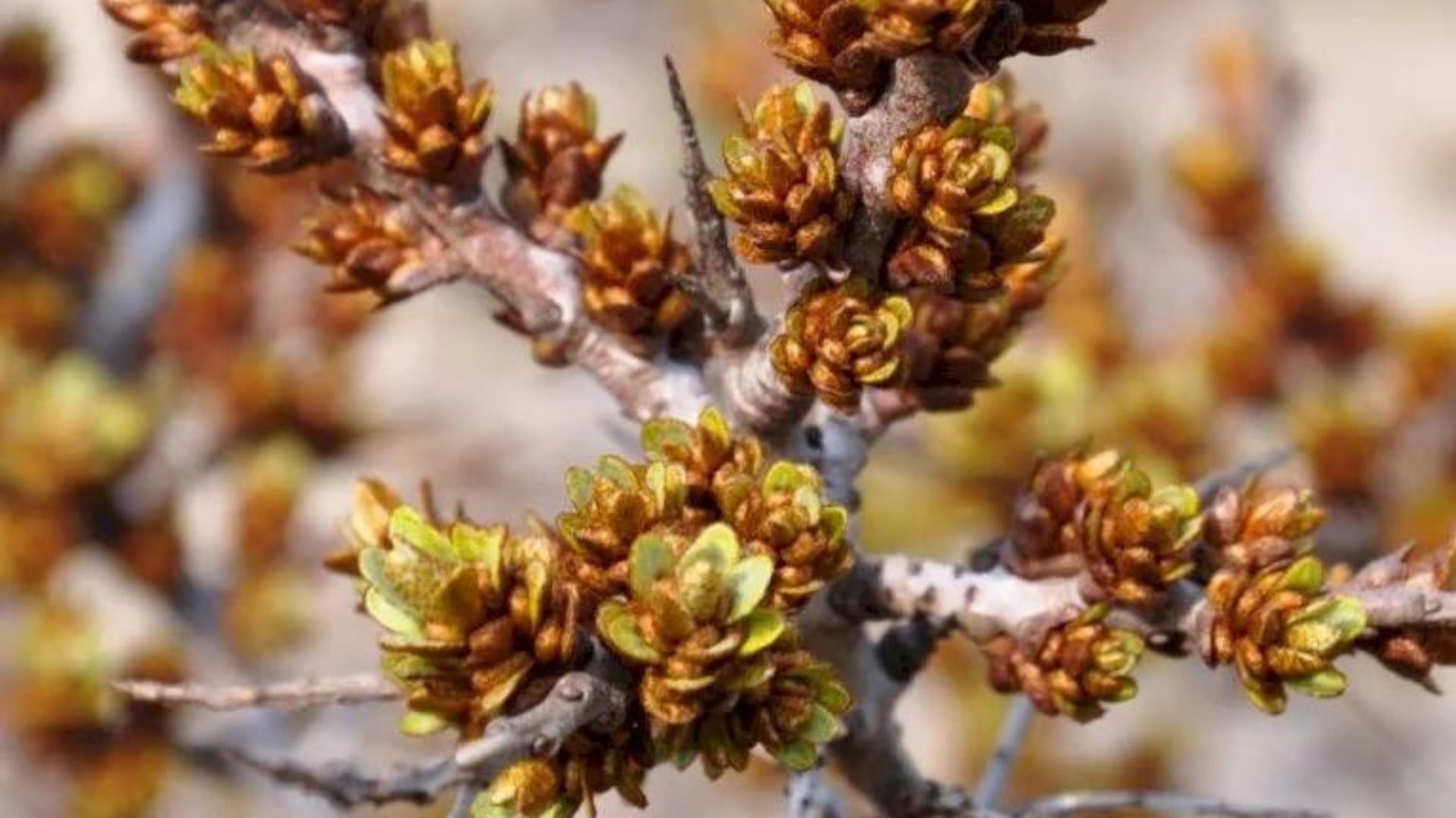 Havtorn - Nordens citron | En guide til planten | Plantetorvet.dk